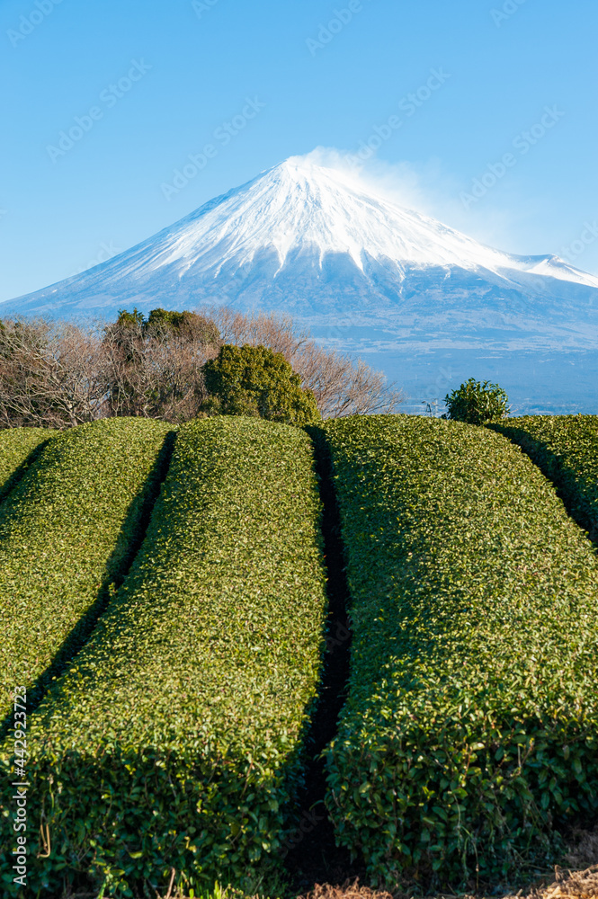 Mount Fuji with snow and green tea plantation in Yamamoto, Fujinomiya ...