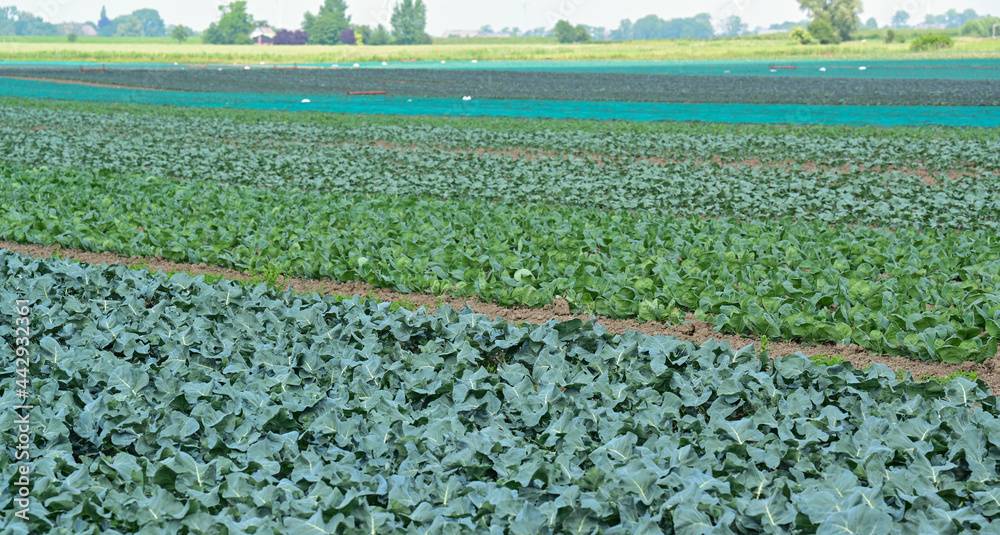 Kohlfelder mit Rotkohl, Weißkohl und Blumenkohl Pflanzen Stock Photo ...