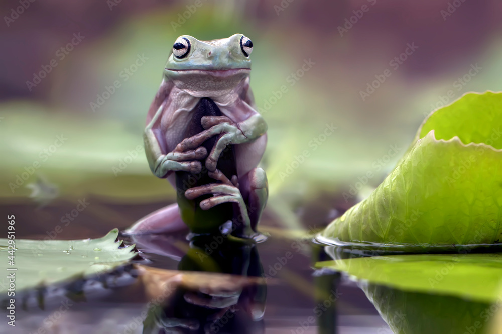 Funny smiling dumpy tree frog Ranoidea Caerulea in various angle and ...