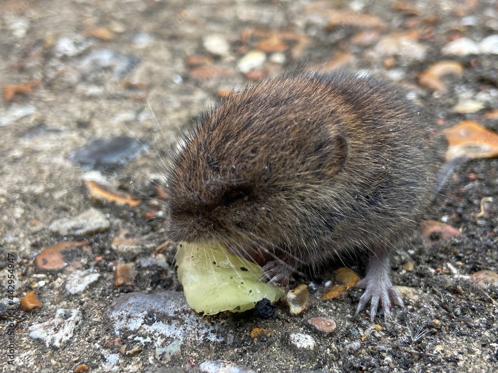 bank vole small UK rodent mammal eating cucumber also known as meadow ...