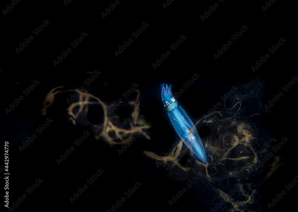 Transparent Blue squid with lot of vivid spots in deep ocean in night ...