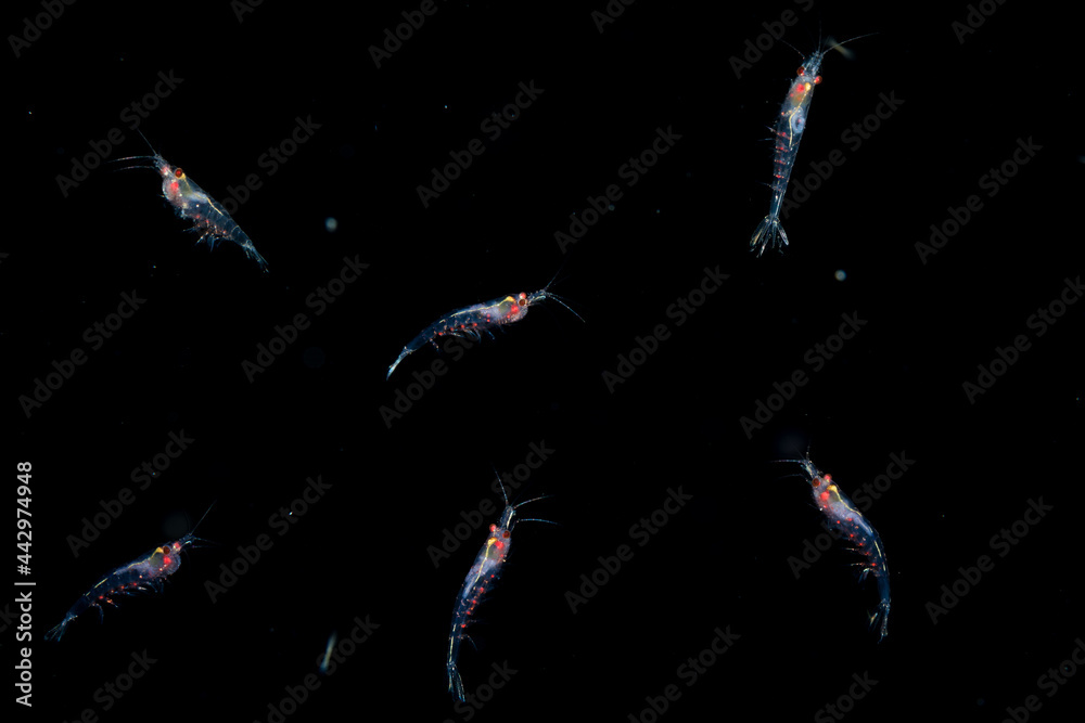 Antarctic Krill Swarm