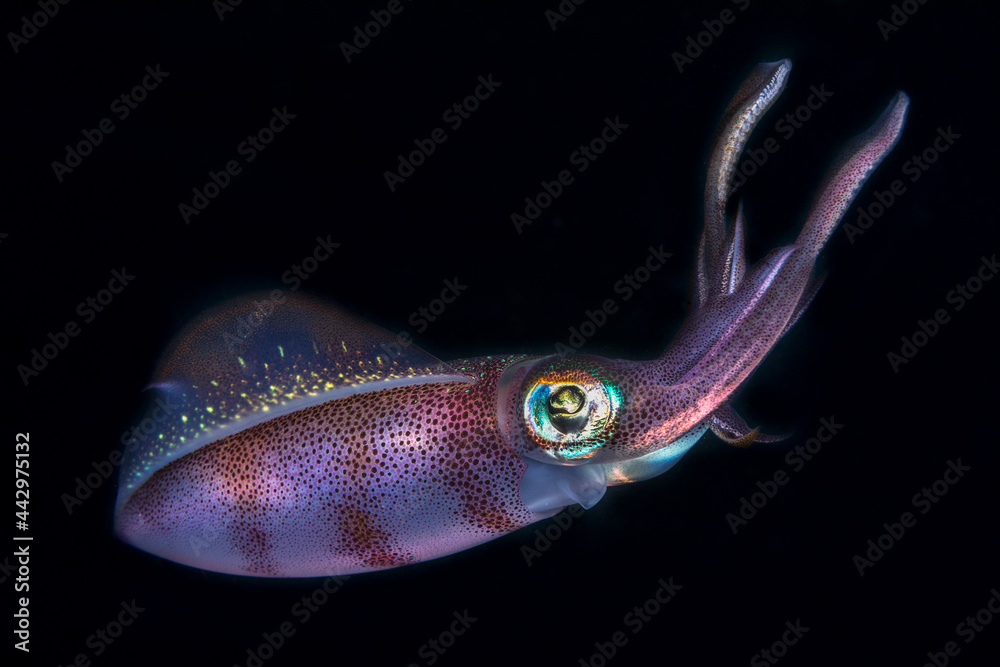 Transparent Red squid with lot of vivid spots in deep ocean in night ...