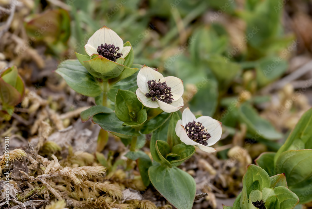 Swedish Dwarf Cornel (Chamaepericlymenum suecicum) in tundra at Chowiet ...