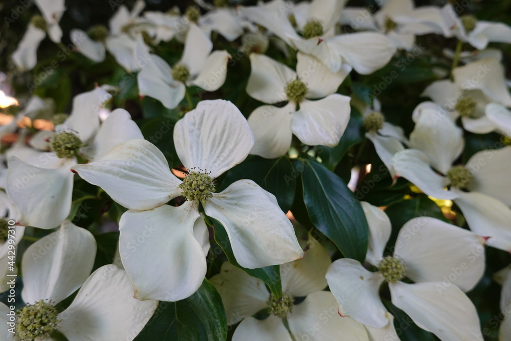 Kousa Dogwood (Japanese Dogwood) The White Kousa is known for its ...