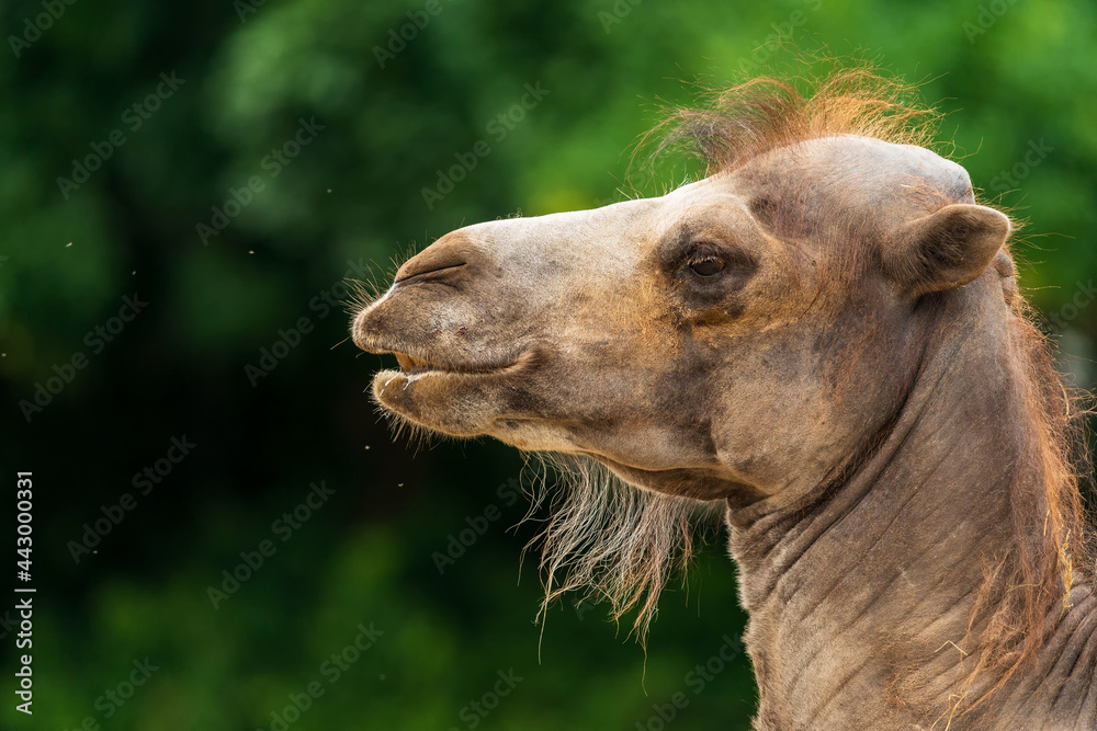 The Bactrian camel (Camelus bactrianus), also known as the Mongolian ...