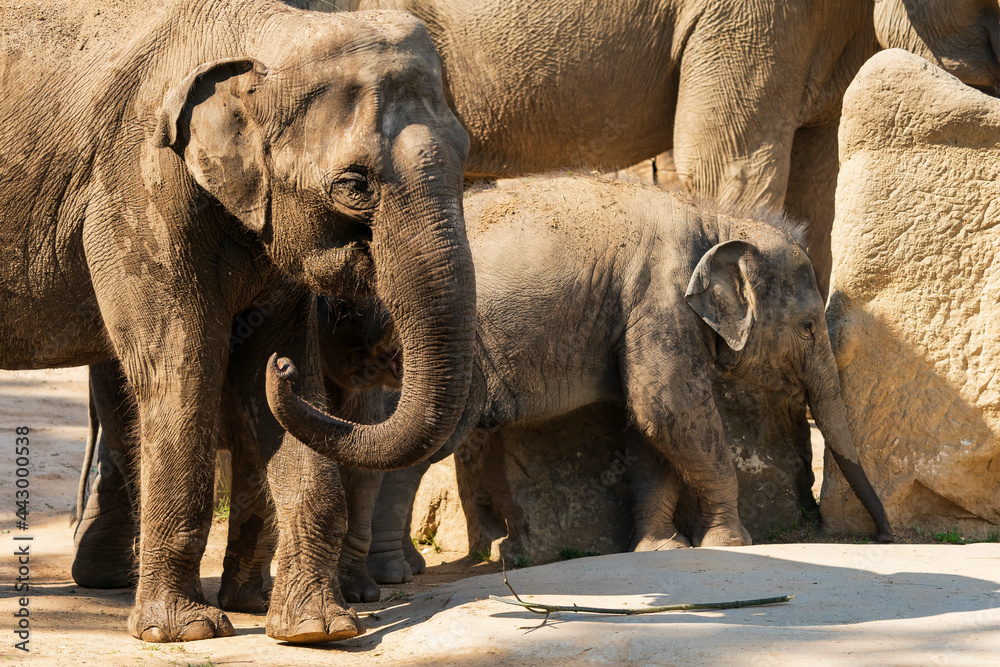 The Asian elephant (Elephas maximus), also known as the Asiatic ...