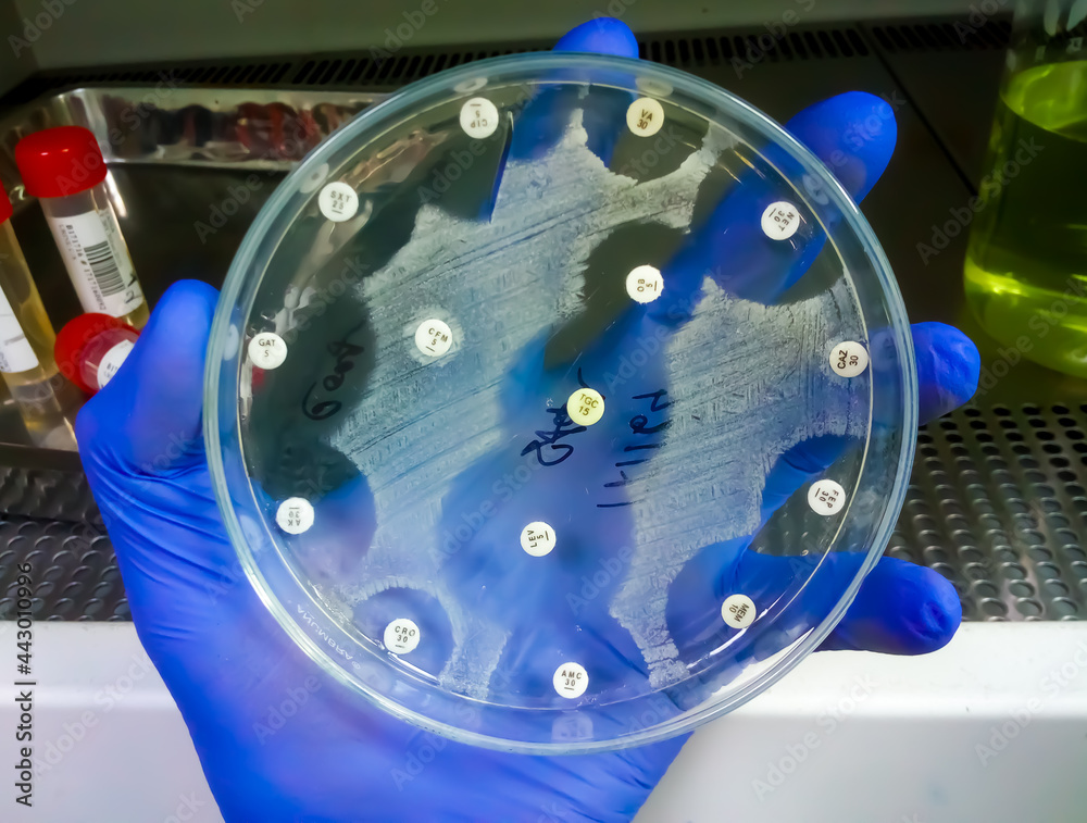 Antimicrobial susceptibility testing in petri dish. Antibiotic ...