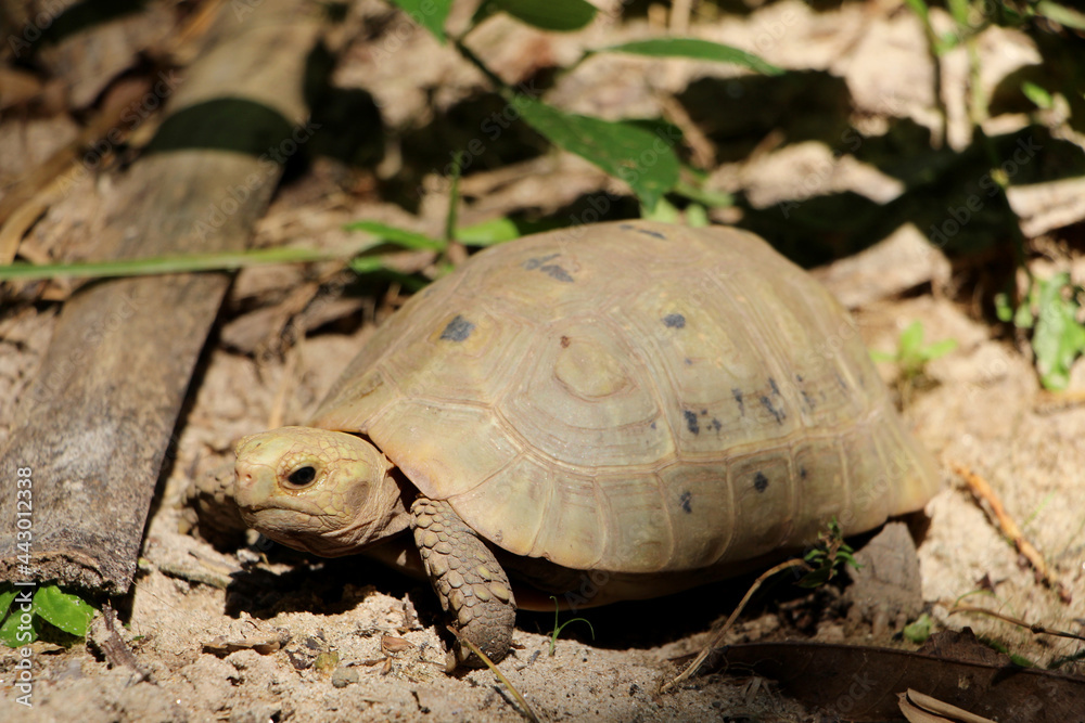 Foto de Elongated tortoise in the nature, Indotestudo elongata ...