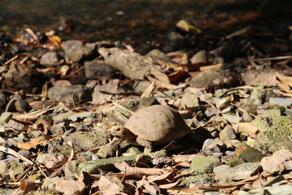 Elongated tortoise in the nature, Indotestudo elongata ,Tortoise ...