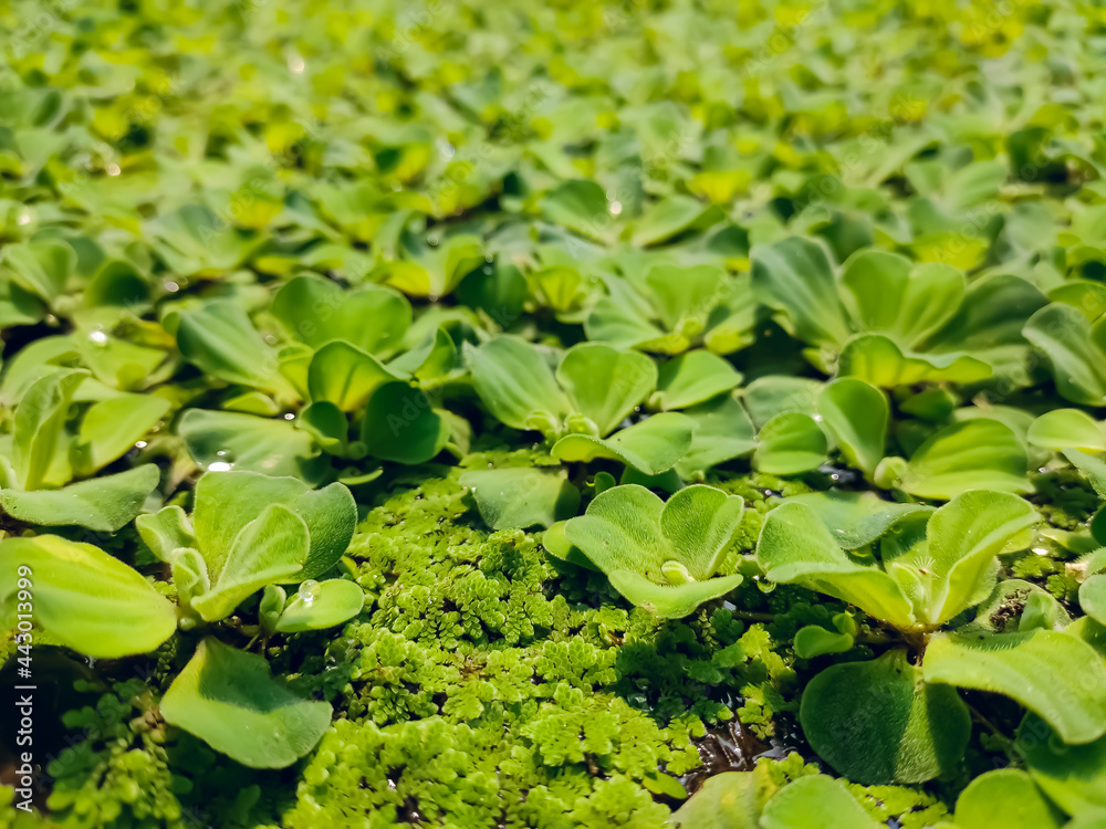 Azolla filiculoides is a species of Azolla, native to warm temperate ...