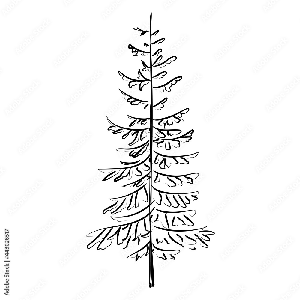 Elegant outline drawing of pine tree, vector illustration Stock Vector ...