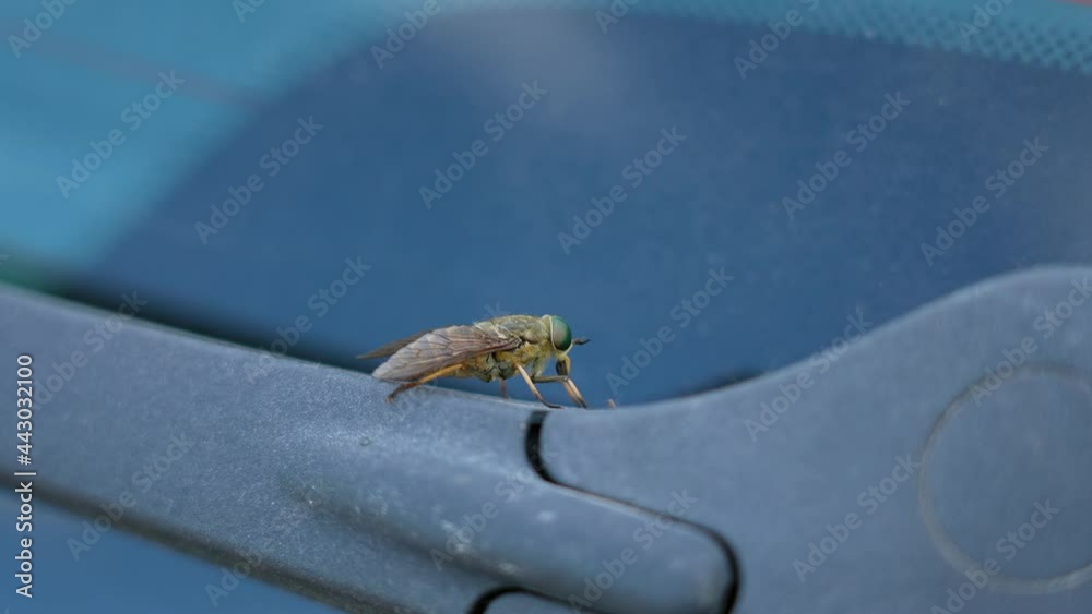 Close-up view 4k stock video footage of huge fly (horsefly, gadlfy ...