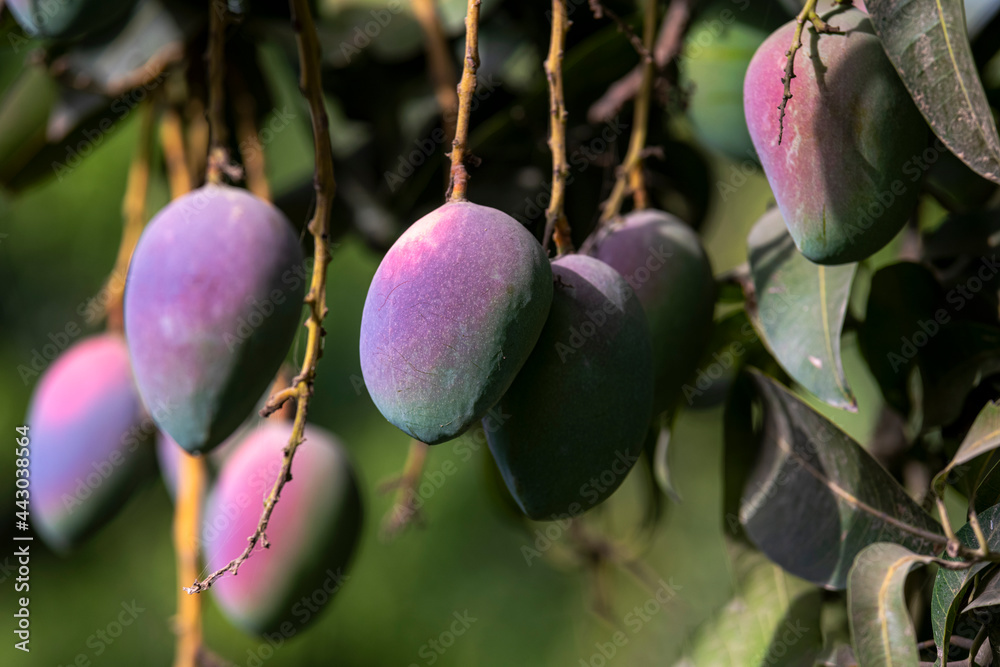 Foto de colourful mangoes from mango farms of Pakistan , best mangoes ...
