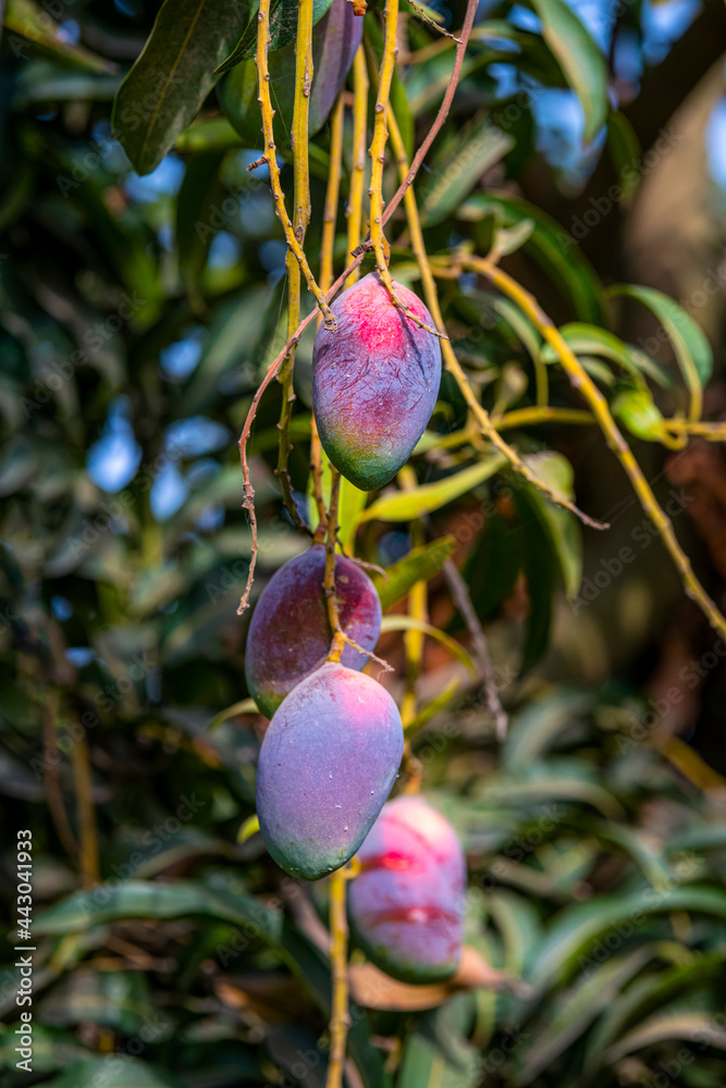 colourful mangoes from mango farms of Pakistan , best mangoes in the ...