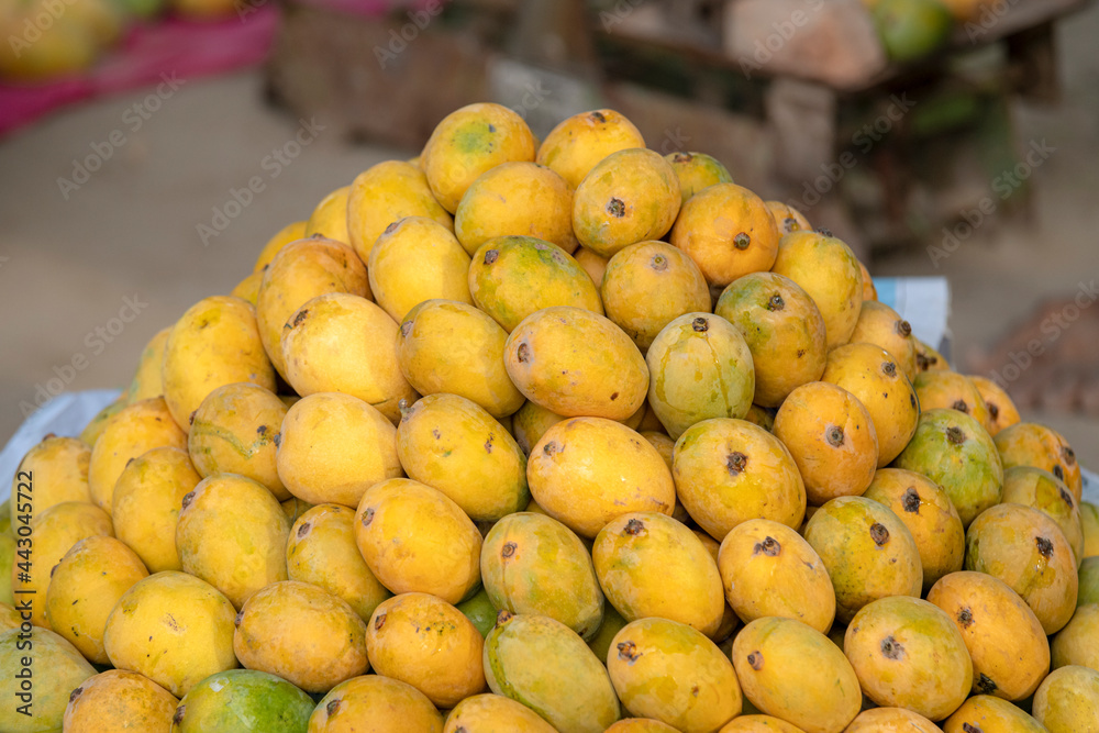sweet mangoes in mango farm, best multani sweet mangoes , yellow ripped ...