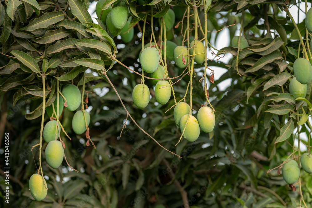 mangoes hanging on the branches of mango trees in farms in punjab ...