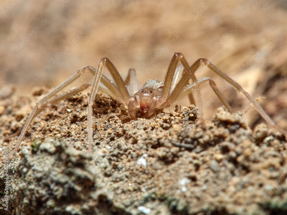 Mediterranean recluse spider. Loxosceles rufescens Stock Photo | Adobe ...