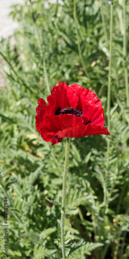 Papaver bracteatum | Iranian poppies or great scarlet poppies with ...