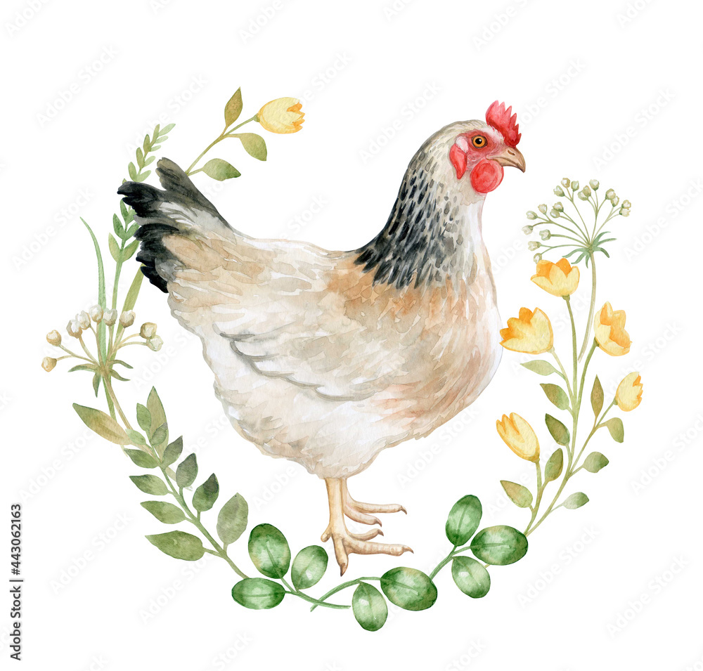 White hen, hen in a floral floral circle, ornament, decorative frame ...