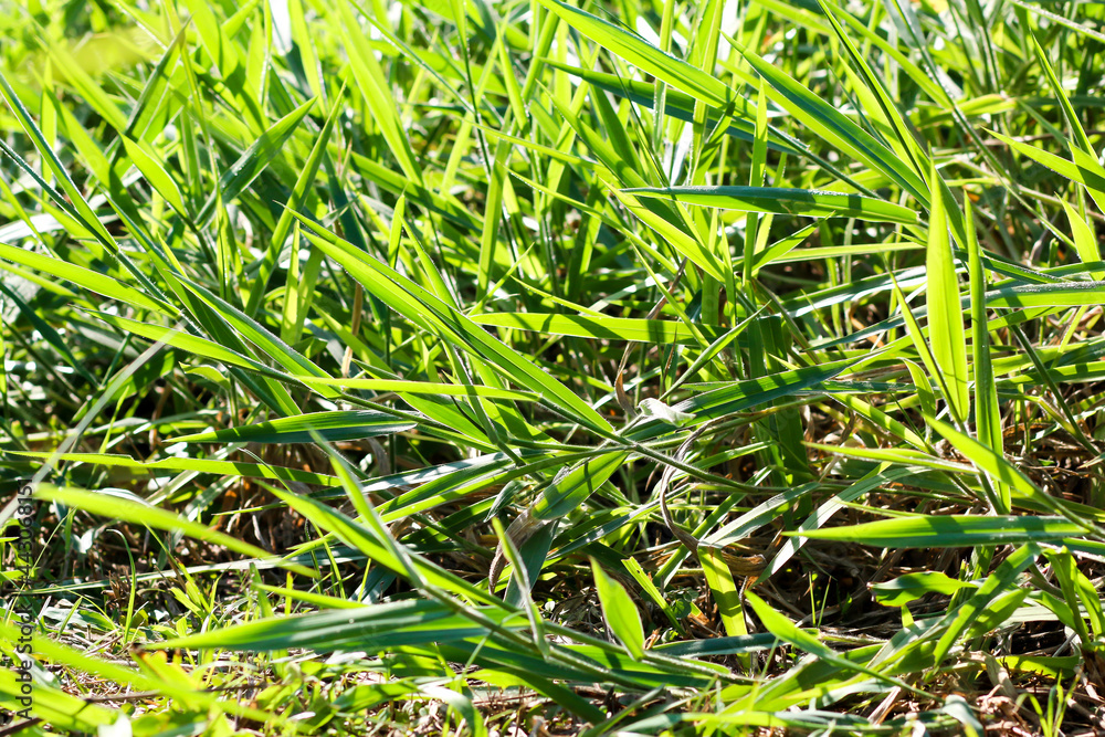 Brachiaria Brizantha: Grass for animals, buffalo grass in Thailand ...