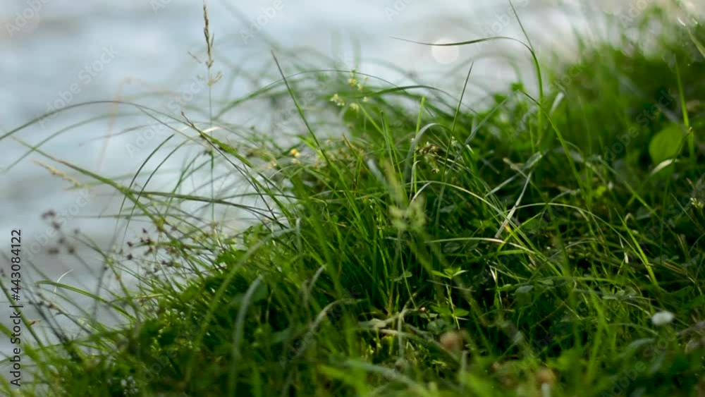 A piece of green grass near the river. The focus lens changes towards ...