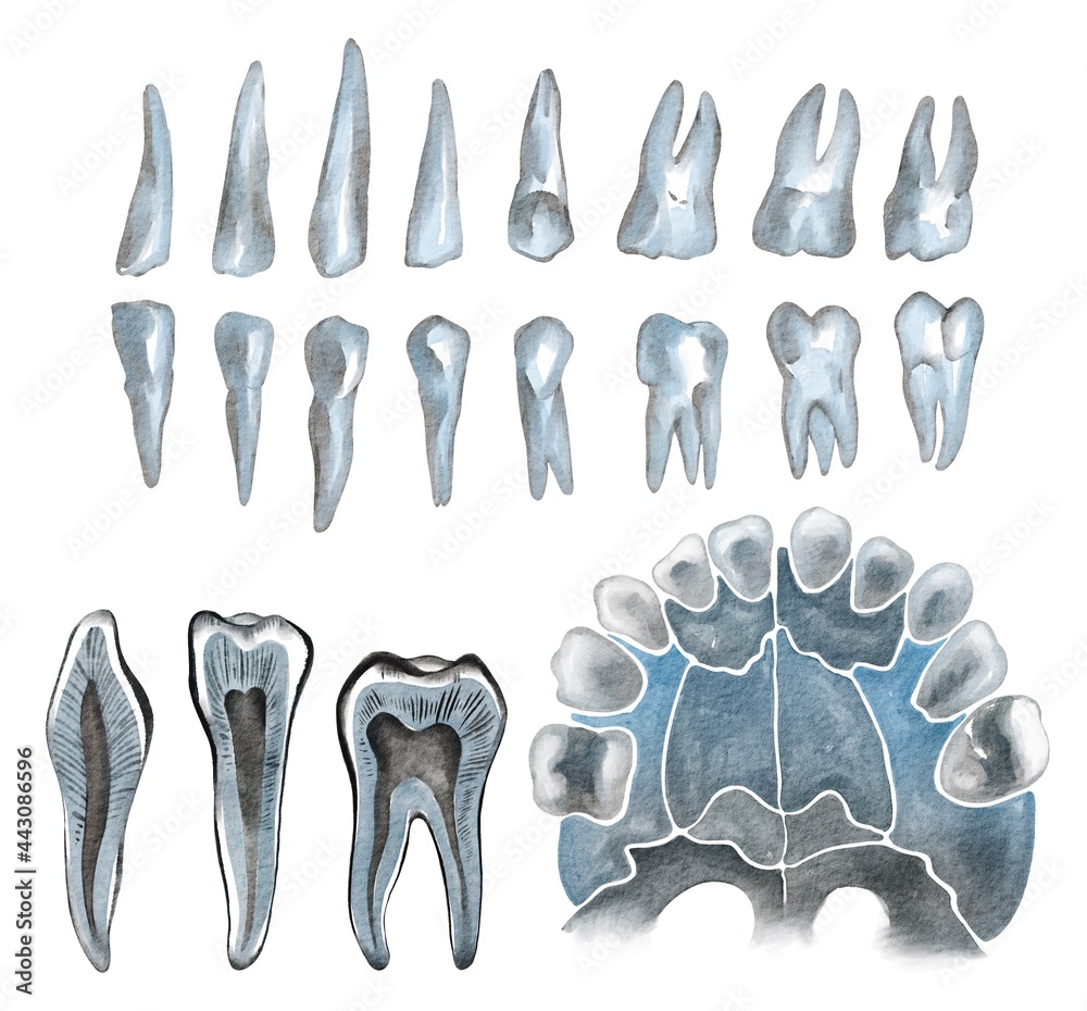 Watercolor hand drawing jaw with teeth collection set. Use for poster ...