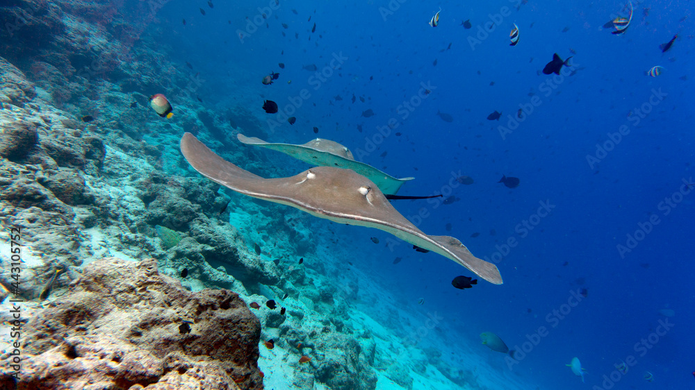 Diving safari in the Maldives. Two stingrays are floating in the water ...