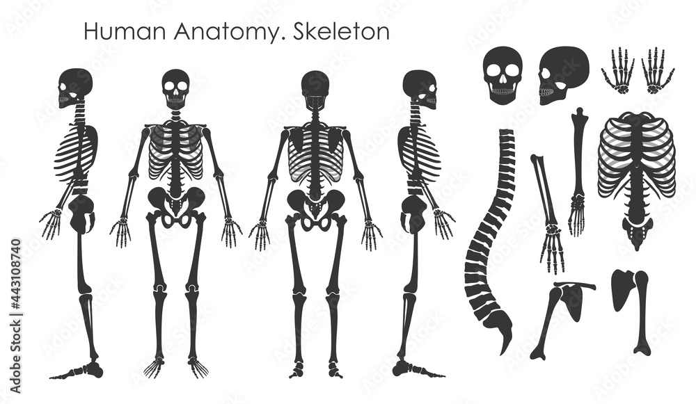 Vector illustration set of human bones skeleton in silhouette style ...