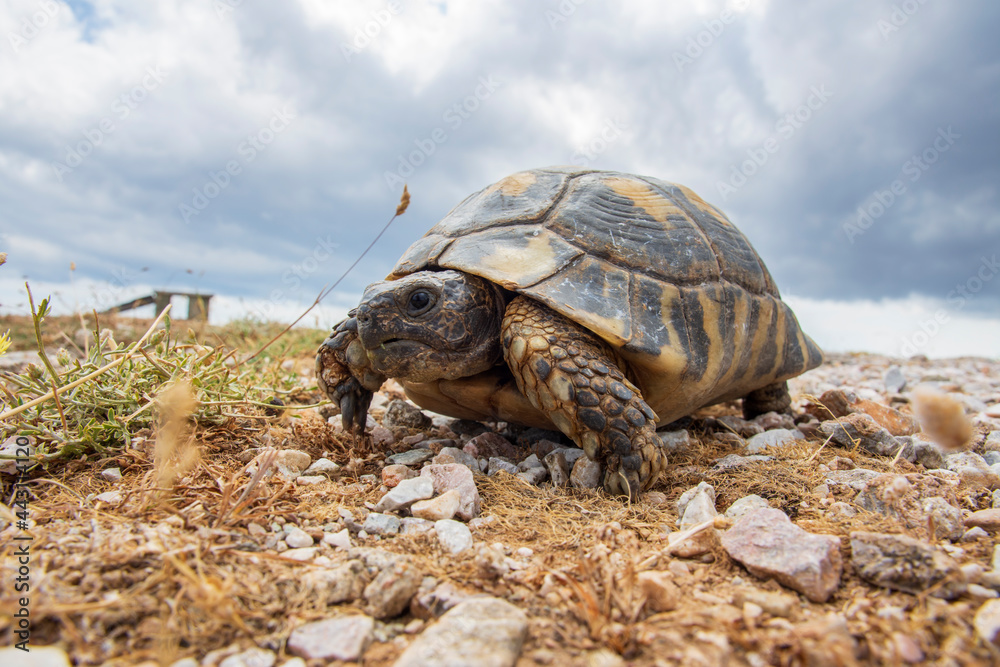 Greek tortoise on the heights of Keratea in Greece Stock Photo | Adobe ...