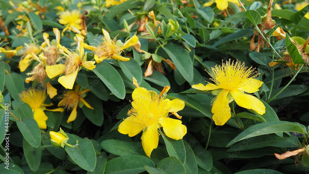 Hypericum calycinum is a species of prostrate or low-growing shrub in ...