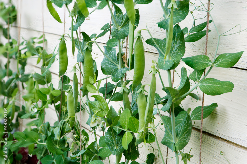 Green Pea grows in a garden bed. This legume culture contains a large ...
