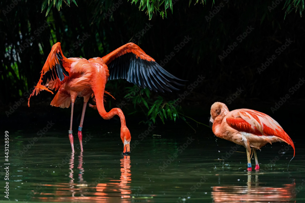 Phoenicopterus ruber. American Flamingo is a type of wading bird in the ...