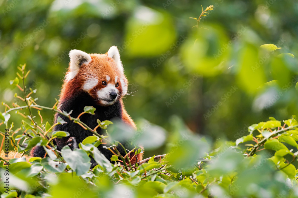 Foto de The red panda is larger than a domestic cat with a bear-like ...