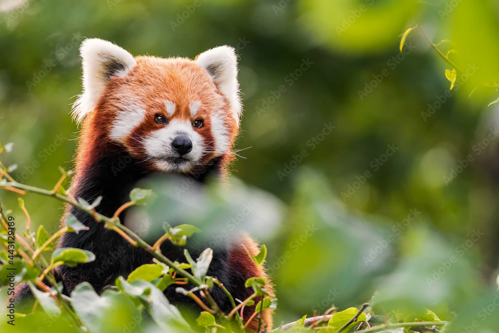 The red panda is larger than a domestic cat with a bear-like body and ...