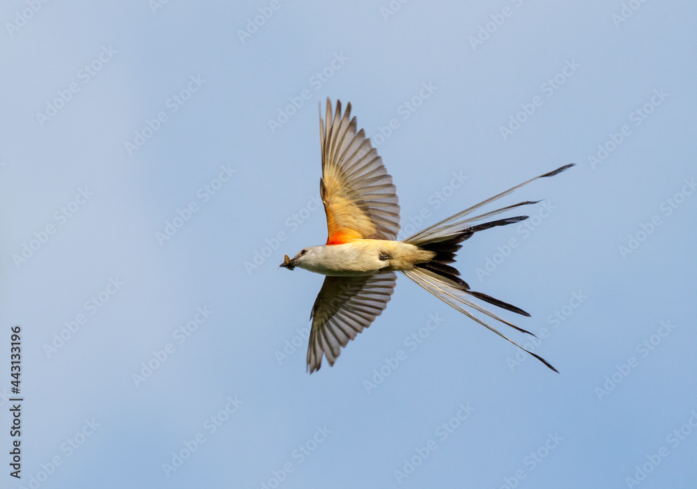 Scissor-tailed flycatcher (Tyrannus forficatus) flying with insect prey ...