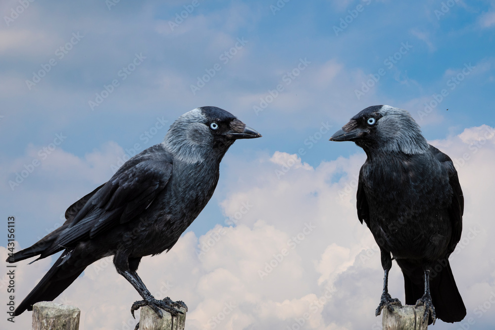 Two Eurasian Jackdaws - Corvus monedula, resting on an old fence Stock ...