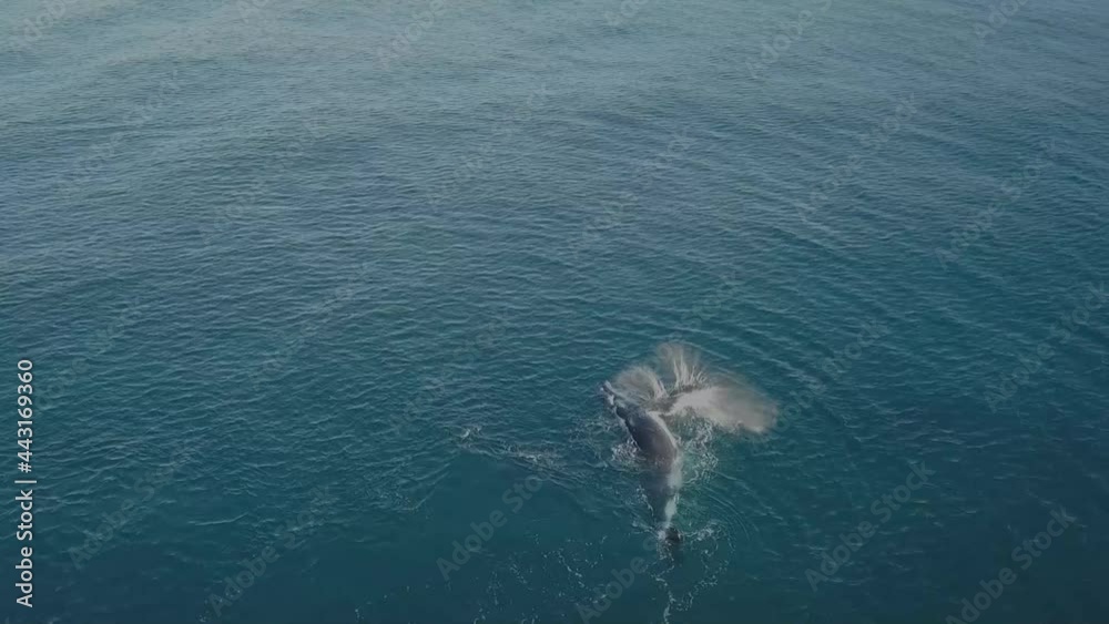 Vidéo Stock Humpback whale tail slapping and relaxing off the Tweed ...