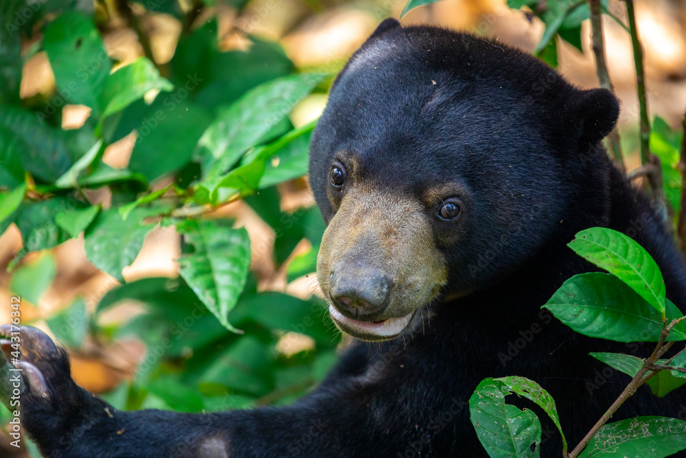 Malaysia, Borneo, Sabah, Sandakan Conservation animals, Malay bears ...