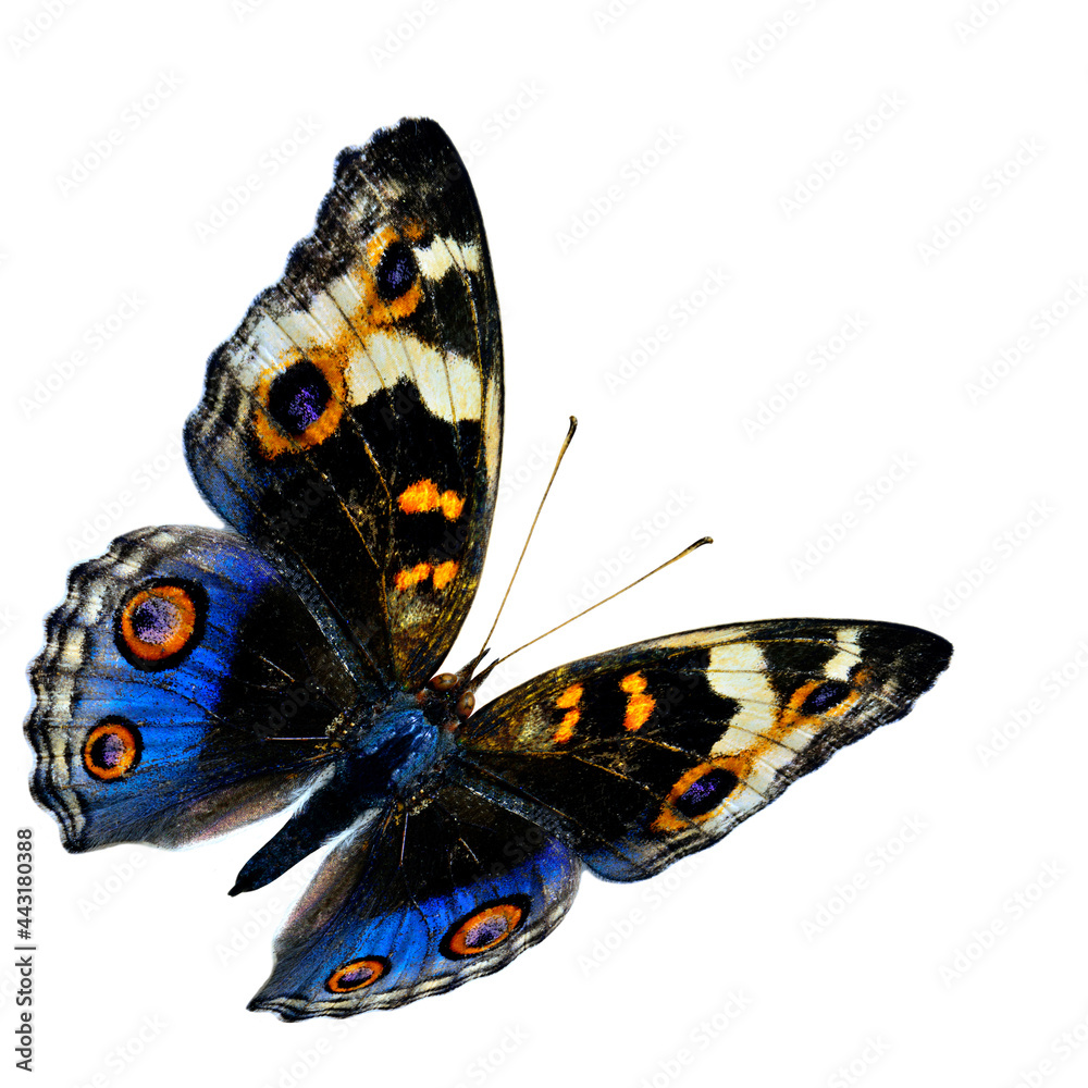 Exotic flying blue butterfly, the Blue Pansy butterfly isolated on ...