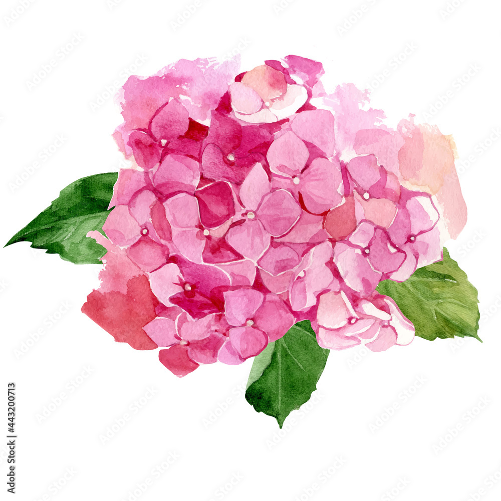 Watercolor vector illustration pink hydrangea flower on white ...