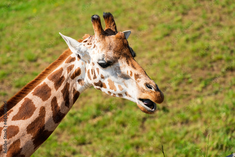 The giraffe (Giraffa) is an African artiodactyl mammal, the tallest ...