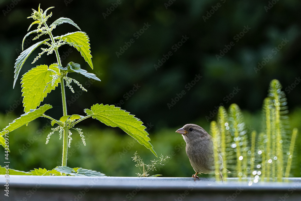 Spatz an einer Wasserstelle im Garten, Zinkwanne, Miniteich Stock Photo ...
