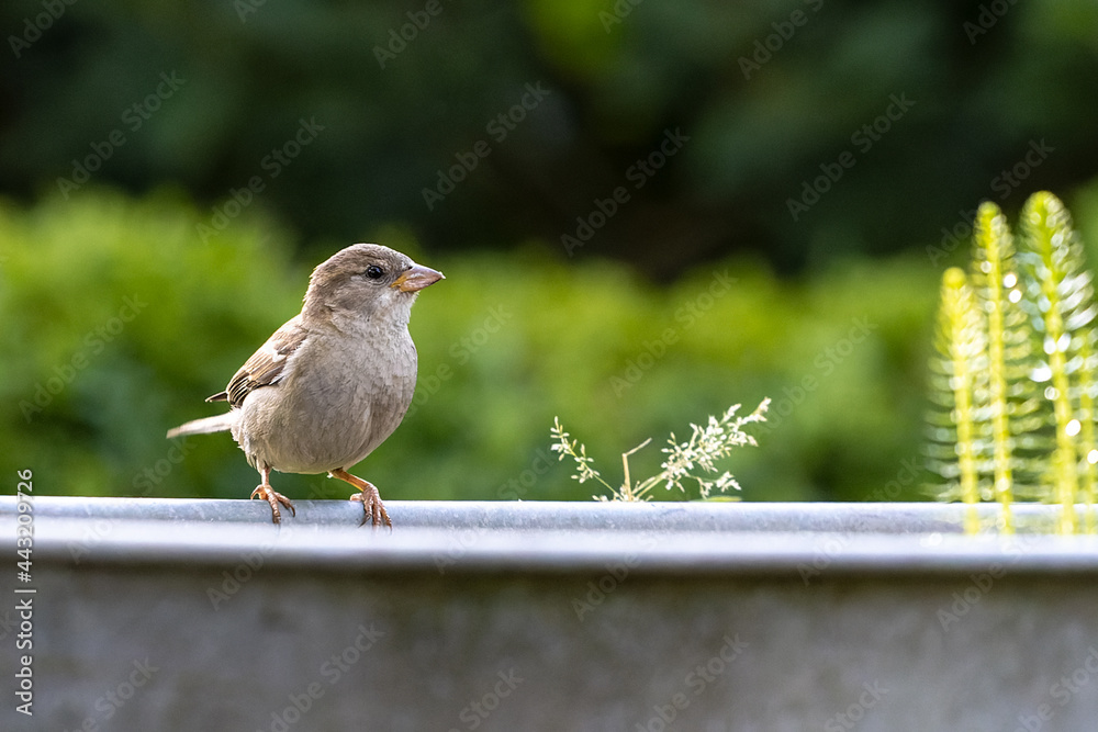 Spatz an einer Wasserstelle im Garten, Zinkwanne, Miniteich Stock Photo ...