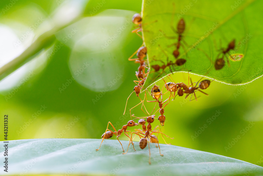 Ant action standing.Ant bridge unity team,Concept team work together ...