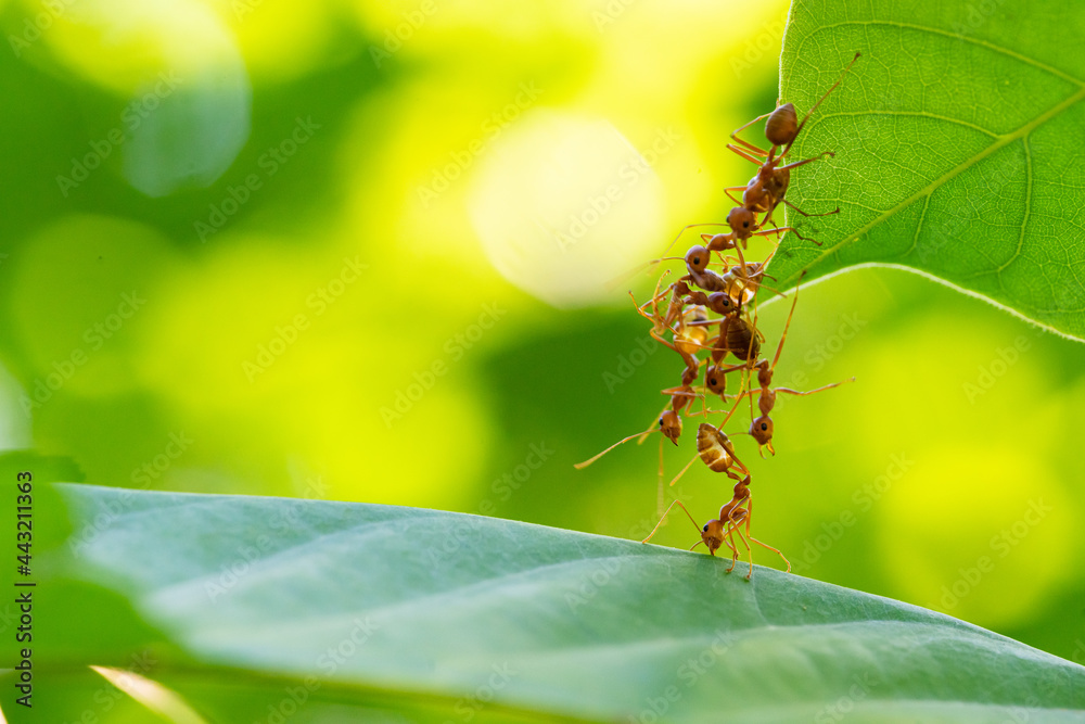 Ant action standing.Ant bridge unity team,Concept team work together ...