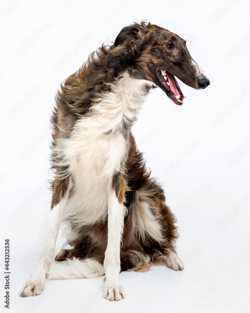 Russian borzoi, Russian hound greyhound Dog Isolated on white ...