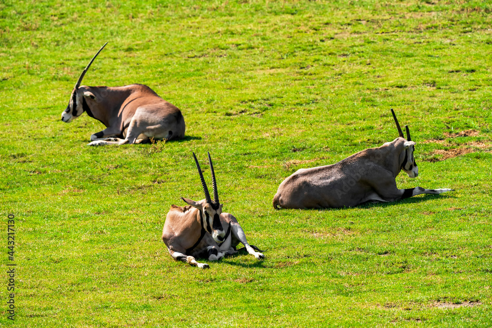 The gemsbok, gemsbuck or South African oryx (Oryx gazella) is a large ...