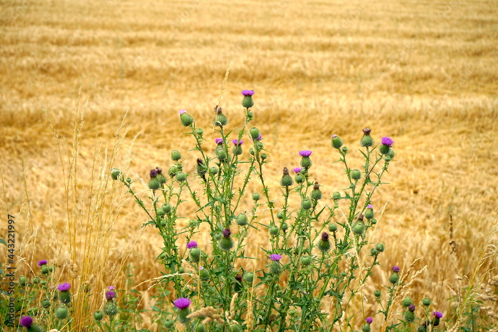 Blühende Distel am Rand eine Getreidefelds, Umwelt, Natur ...