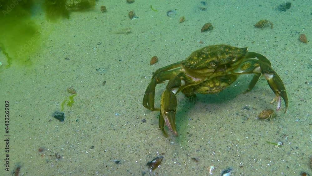 Male and female of Green crab (Carcinus maenas) during mating. Invasive ...